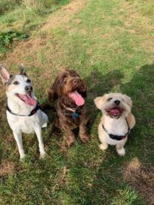 Sheldon Dog Services | Professional & Reliable Pet Care