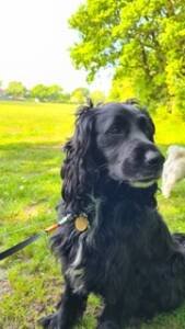 Sheldon Dog Services | Professional & Reliable Pet Care