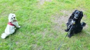 Sheldon Dog Services | Professional & Reliable Pet Care