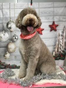 Sheldon Dog Services | Professional & Reliable Pet Care