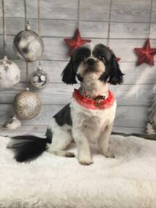 Sheldon Dog Services | Professional & Reliable Pet Care