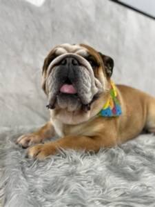 Sheldon Dog Services | Professional & Reliable Pet Care