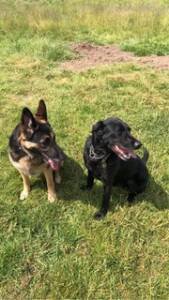 Sheldon Dog Services | Professional & Reliable Pet Care